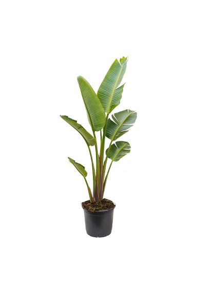 Strelitzia verzorging tips & informatie - 123planten.nl