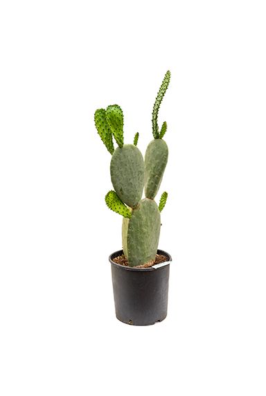 Cactus kopen? Grote & kleine cactussen - 123planten.nl