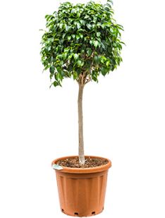 Ficus verzorging tips & informatie - 123planten.nl