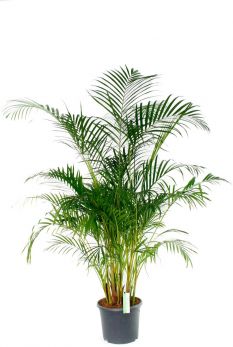 Areca Verzorging tips & informatie - 123planten.nl