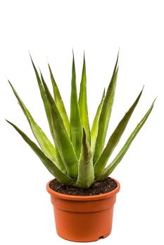 Agave verzorging - 123planten.nl