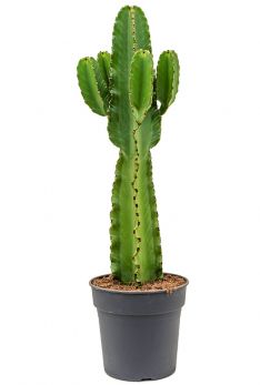 Cactus kopen? Grote & kleine cactussen - 123planten.nl