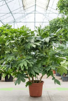 Fatsia verzorging tips & informatie - 123planten.nl