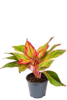Aglaonema verzorging - 123planten.nl
