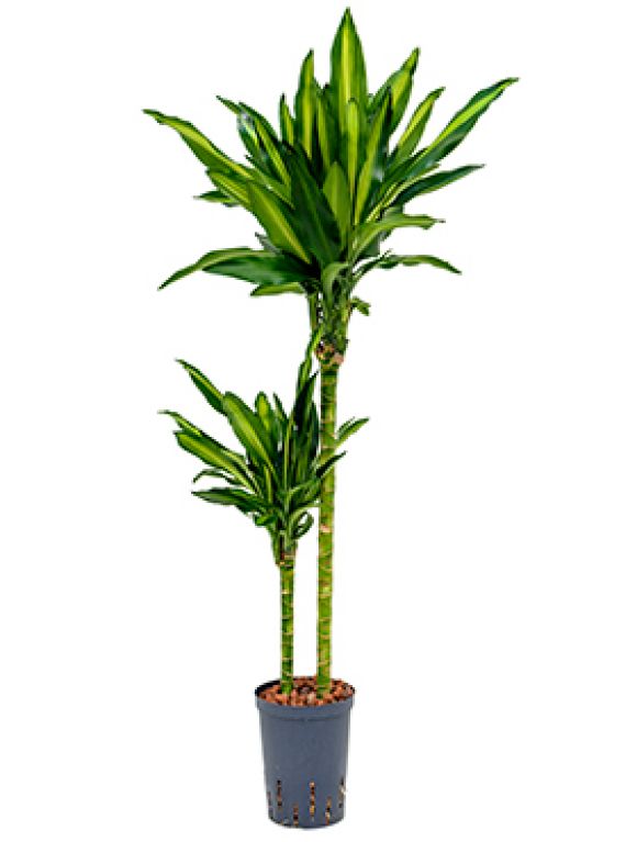 Dracaena cintho hydrocultuurplant van 100cm kopen?- 123planten.nl