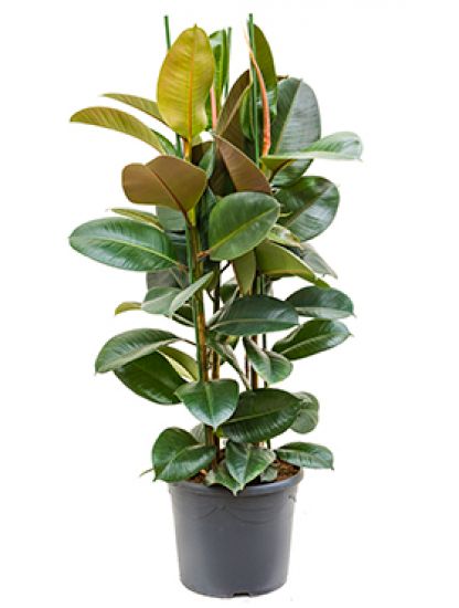 Ficus robusta kamerplant van 110 cm kopen? - 123planten.nl