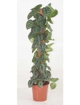 Scindapsus Epipremnum verzorging tips & informatie - 123planten.nl