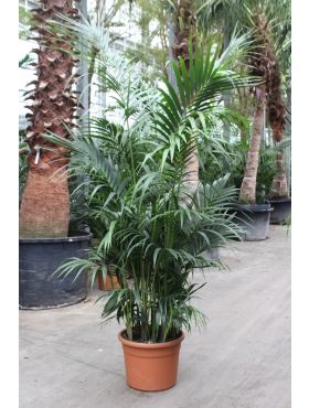 Kentia verzorging tips & informatie - 123planten.nl
