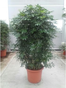 Schefflera verzorging tips & informatie - 123planten.nl