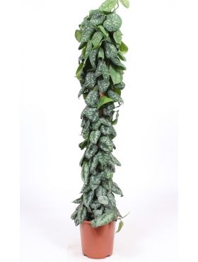Scindapsus Epipremnum verzorging tips & informatie - 123planten.nl