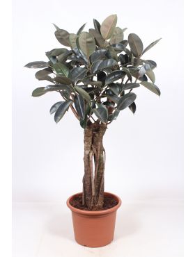 Ficus verzorging tips & informatie - 123planten.nl