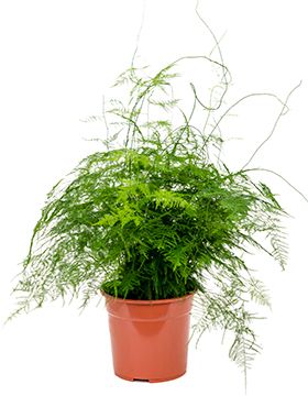 Asparagus verzorging tips & informatie - 123planten.nl