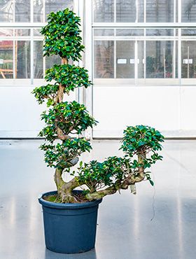 Ficus Microcarpa kopen? - 123planten.nl