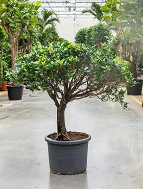 Ficus kopen? - 123planten.nl