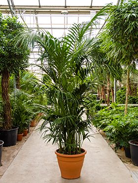 Kentia verzorging tips & informatie - 123planten.nl