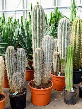 Cactus verzorging tips & informatie - 123planten.nl
