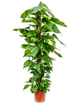 Scindapsus Epipremnum verzorging tips & informatie - 123planten.nl