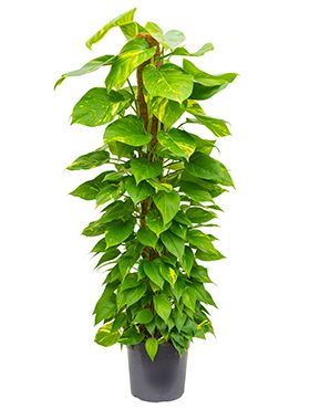 Scindapsus Epipremnum verzorging tips & informatie - 123planten.nl