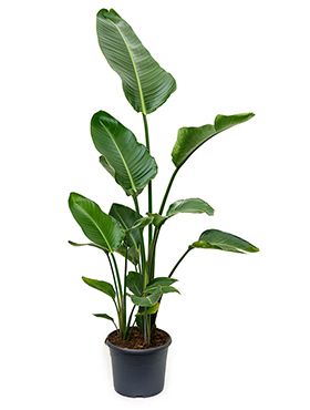 Strelitzia verzorging tips & informatie - 123planten.nl