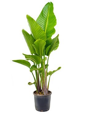 Strelitzia verzorging tips & informatie - 123planten.nl