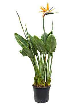 Strelitzia verzorging tips & informatie - 123planten.nl