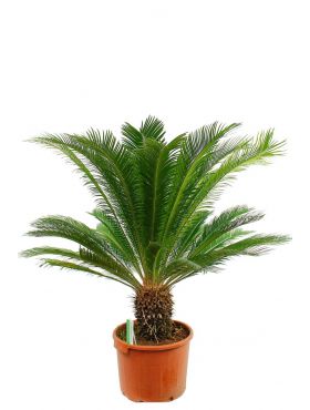 Cycas Verzorging tips & informatie - 123planten.nl