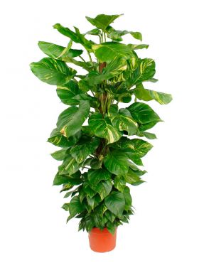 Scindapsus Epipremnum verzorging tips & informatie - 123planten.nl