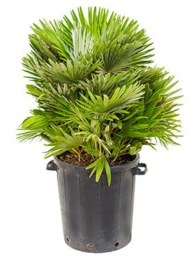 Palmen kopen? - 123planten.nl