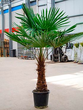 Palmen kopen? - 123planten.nl