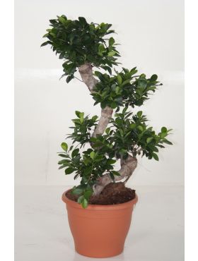 Ficus Microcarpa kopen? - 123planten.nl
