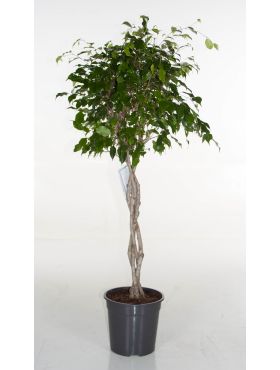 Ficus verzorging tips & informatie - 123planten.nl