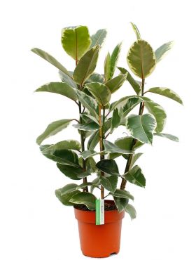 Ficus verzorging tips & informatie - 123planten.nl