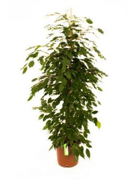 Ficus verzorging tips & informatie - 123planten.nl