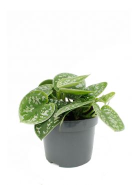 Scindapsus Epipremnum verzorging tips & informatie - 123planten.nl