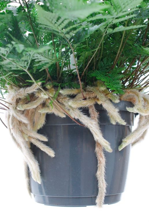 Humata Teyermanii | Apenpootje 30cm kopen?- 123planten.nl