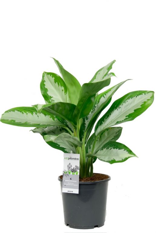 Aglaonema diamond bay | Chinese Evergreen 55cm kopen?- 123planten.nl