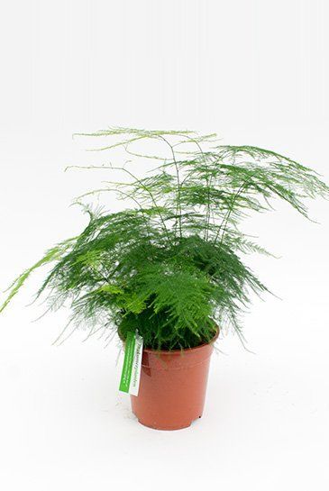 Asparagus plumoses | Sierasperge 50cm kopen?- 123planten.nl