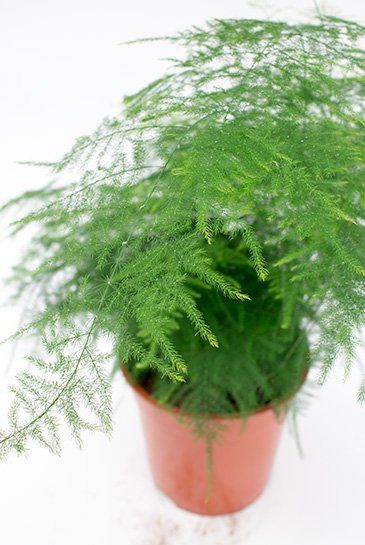 Asparagus plumoses | Sierasperge 50cm kopen?- 123planten.nl