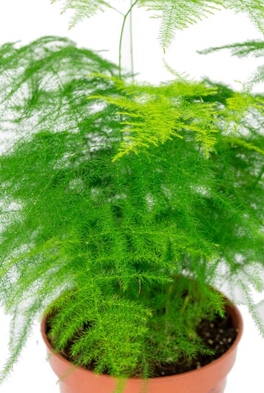 Asparagus plumosus | Sierasperge 35cm kopen?- 123planten.nl