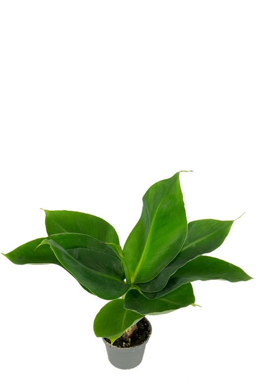 Musa Acuminata Cheeka | Stekje 18cm kopen?- 123planten.nl