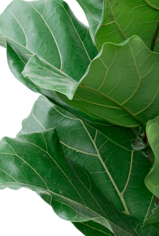 Ficus Lyrata | Tabaksplant 140cm kopen?- 123planten.nl