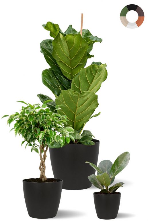 Ficus planten mix - 123planten.nl