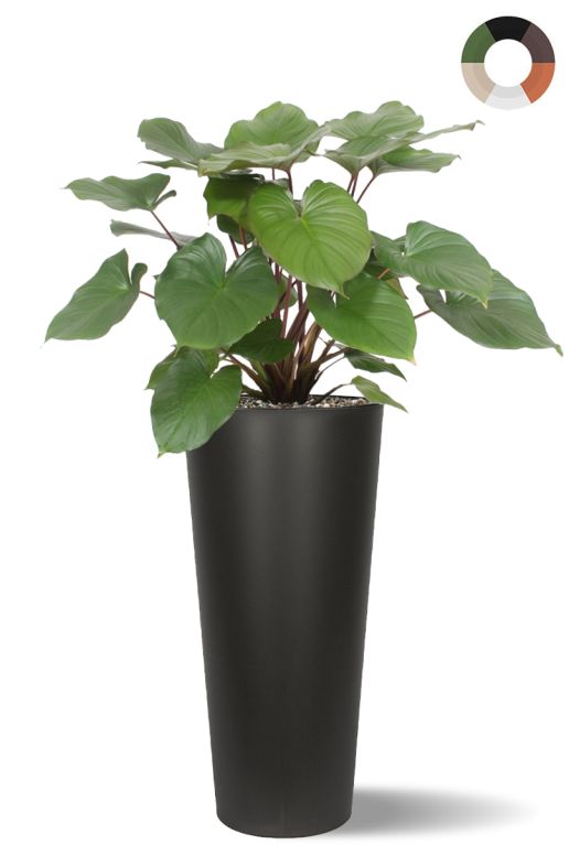 Homalomena in hoge pot - 123planten.nl