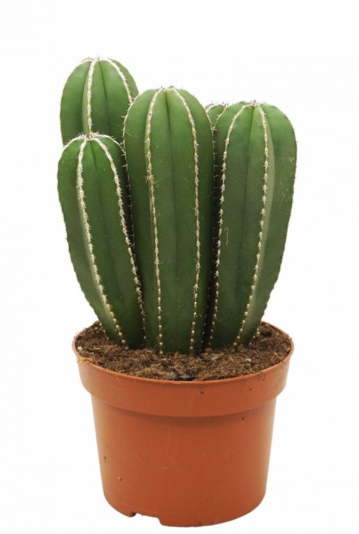 Marginatocereus | Zuilcactus 25cm kopen?- 123planten.nl