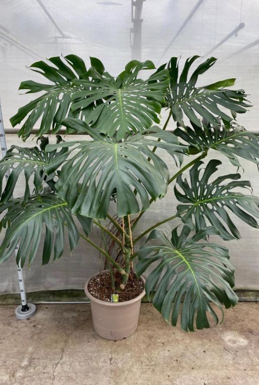 Monstera Deliciosa | Gatenplant 200cm kopen?- 123planten.nl