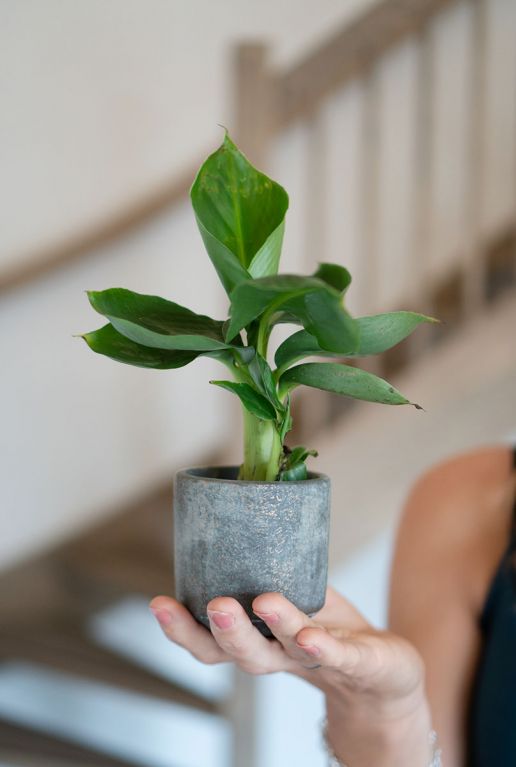 Musa Acuminata Cheeka | Stekje 18cm kopen?- 123planten.nl