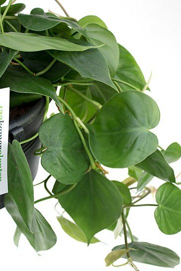 Philodendron scandens | Heartleaf philodendron 120cm kopen?- 123planten.nl