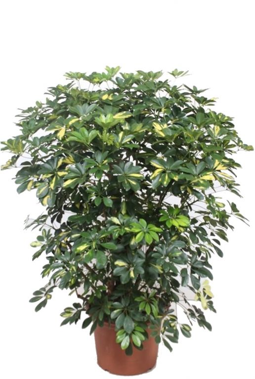 Schefflera Gold Capella | Vingersboom 150cm kopen?- 123planten.nl