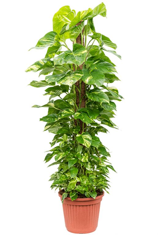 Scindapsus aureum | Epipremnum 190cm kopen?- 123planten.nl