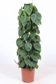 Philodendron Scandens kopen? - 123planten.nl